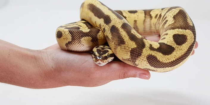 LayneLabs.com - Natural Diets for Pets and Wildlife - LayneLabs.com