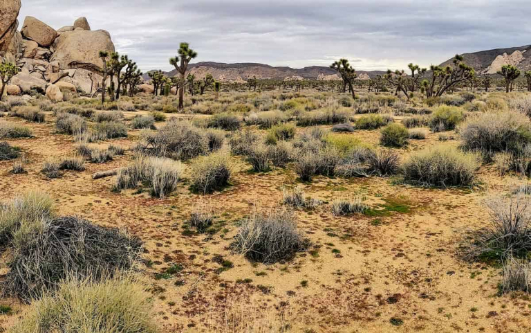 LayneLabs.com - Natural Diets for Pets and Wildlife - LayneLabs.com