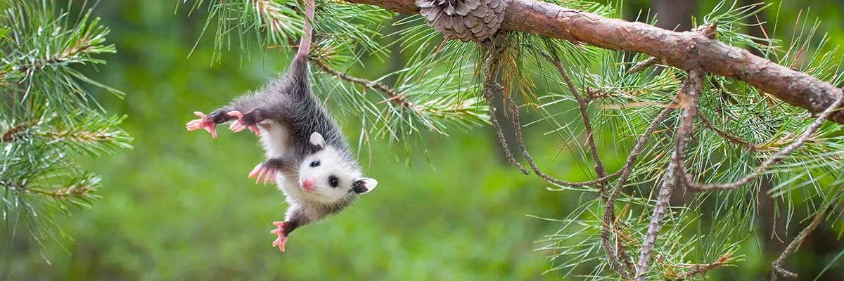 Animal Bill of Rights