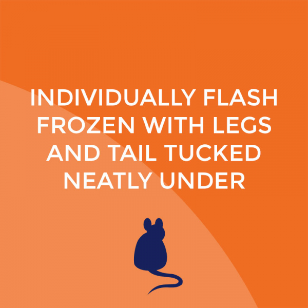 Frozen Rats - LayneLabs.com