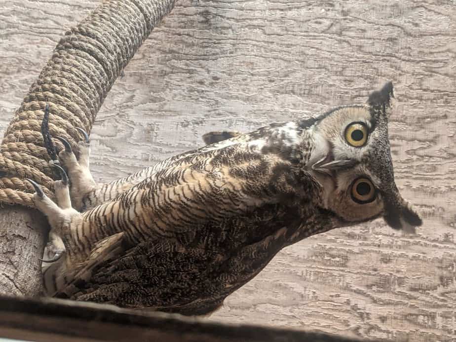 Frozen Quail - LayneLabs.com