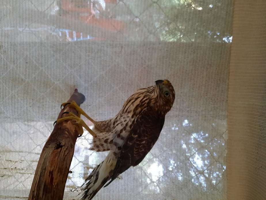 Wildlife Rehabilitation - LayneLabs.com