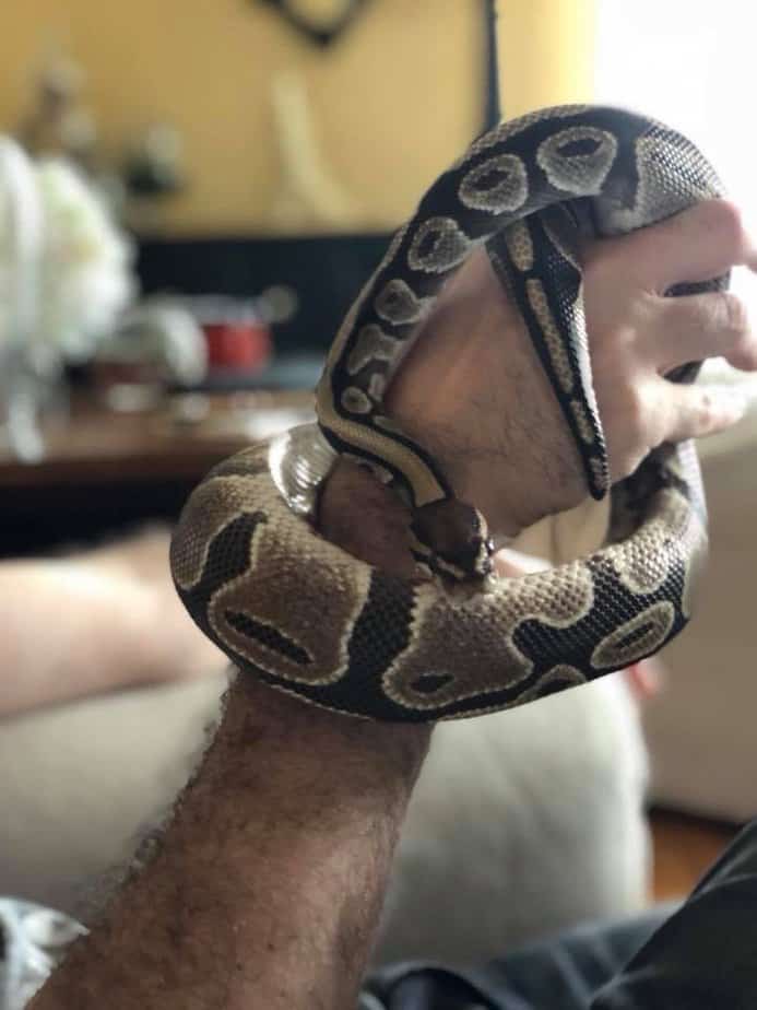 Frozen Colored Rats - LayneLabs.com