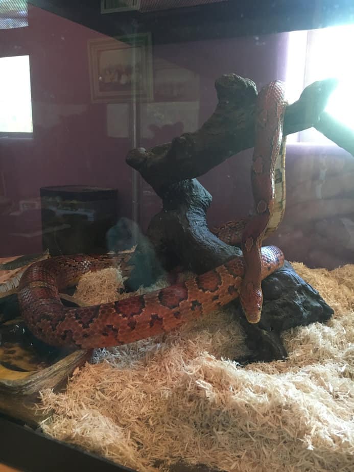 Customer Review Gallery - LayneLabs.com