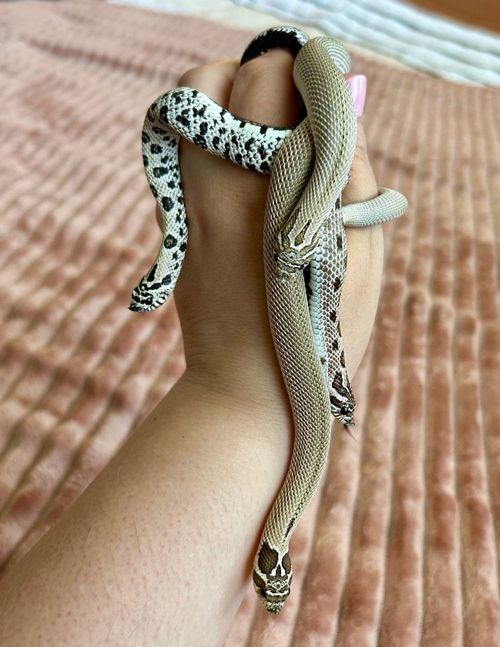 Customer Review Gallery - LayneLabs.com